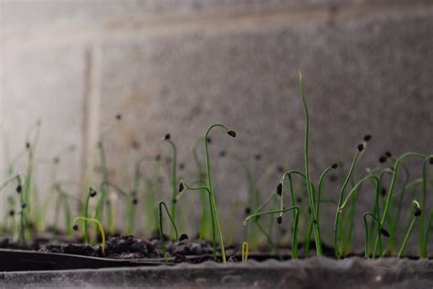 Como Sembrar Cebollas En Semillero La Huertina De Toni