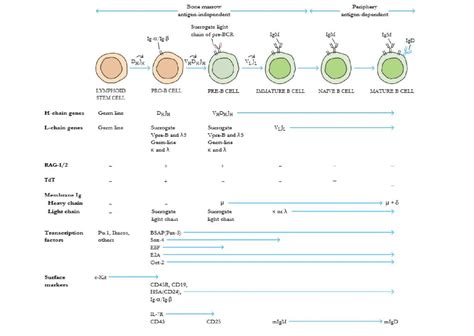 Lympoid Pro Bcell Pre B Celi Imalature B Cell Naive B