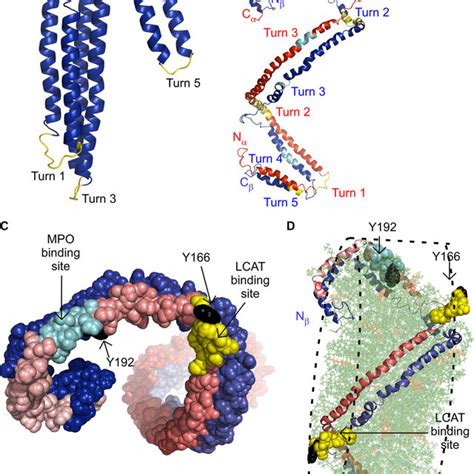 Double Superhelix Model Of Nascent Hdl A And B Illustration That