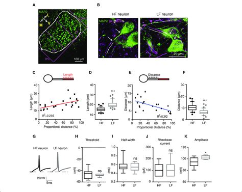 Ais Length And Position Of Mntb Neurons Depend On Their Spatial