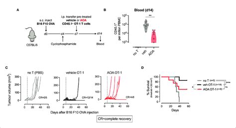 Plp Dependent Enzymes Are Essential For In Vivo T Cell Proliferation