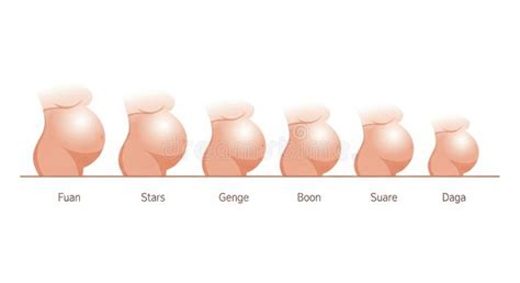 Five Buttock Shape Types Illustrated With Labels Understanding Body