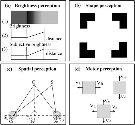Classification Of Visual Perception A Brightness Perception B Shape Download Scientific