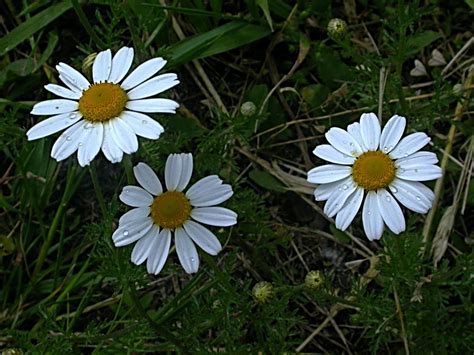 Anthemis arvensis - Изображение особи - Плантариум