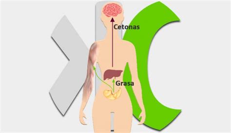 Cetosis Cuerpos Cetónicos En Sangre Keto Test