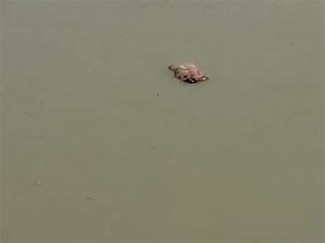 The body of a woman was found floating naked in the canal नगन अवसथ नहर म उतरत मल