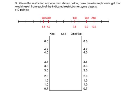 Solved 5 Given The Restriction Enzyme Map Shown Below Draw