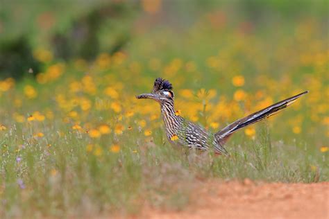 Greater Roadrunner Audubon Field Guide