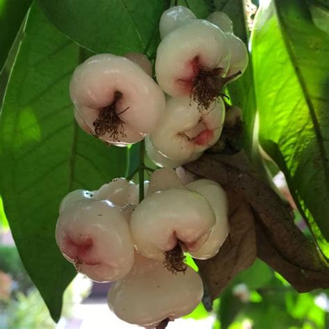 Syzygium Samarangense Wax Apple Java Apple Green Cover Initiative