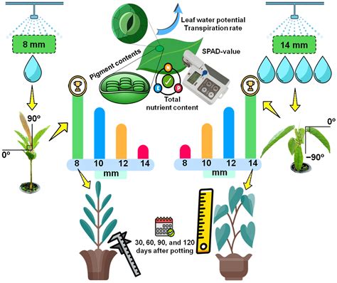 Leaf Angle As A Criterion For Optimizing Irrigation In Forest Nurseries Impacts On