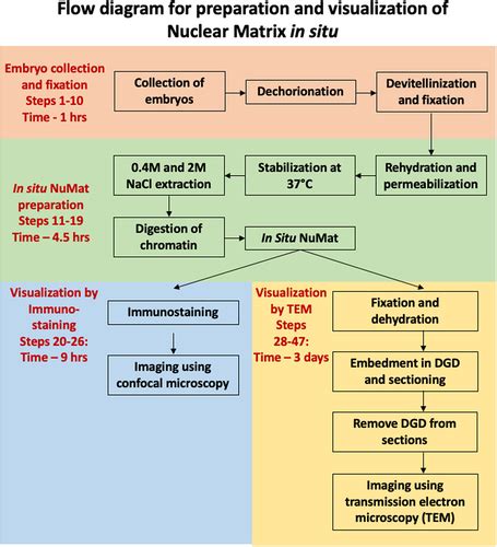 Nuclear Matrix