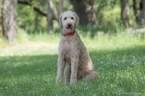 Never Just A Photograph My Apricot Standard Poodle