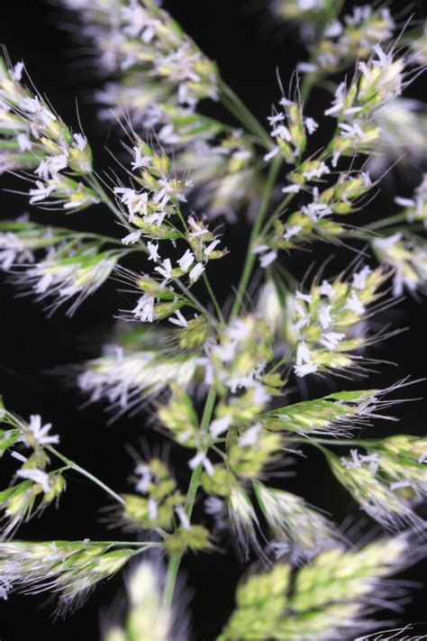 Dactylis Glomerata L