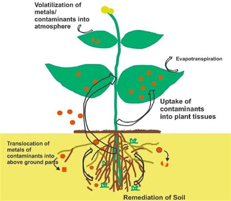 Schematic Representation Of Phytovolatilization Where Metals Are Download Scientific Diagram