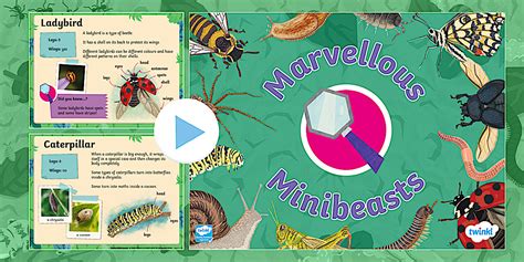 Eyfs Marvellous Minibeasts Powerpoint Teacher Made
