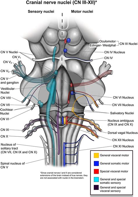 Cranial Nerves Pacs