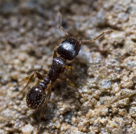 Pavement Ants Types Facts And How To Identify
