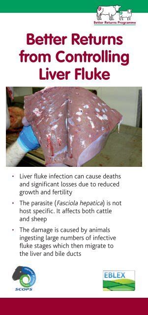 Cattle Liver Fluke Treatment