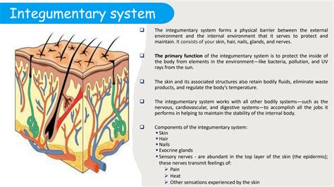 SOLUTION: Anatomy and Physiology - Skin and the integumentary system - Studypool