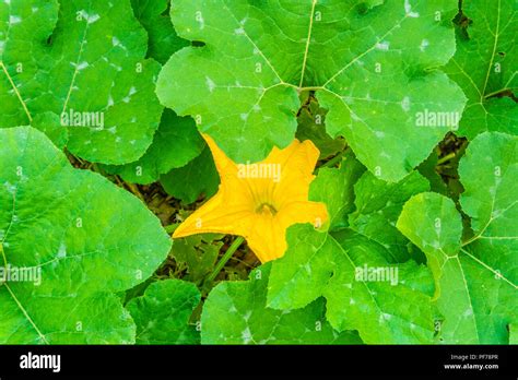 Pumpkin Plant Leaves