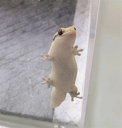 What Lizard Is This Its Driving Me Crazy Help Scrolller