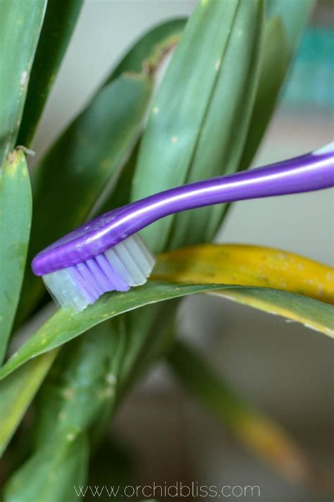 15 Orchid Pests Ideas Orchid Pests Growing Orchids Orchid Plant Care