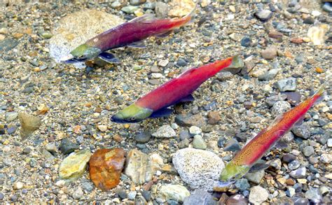 Spawning Salmon Face Gauntlet Of Drought Aquatic Invasive Species