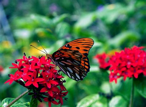 Butterfly Shutterbug