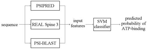 Architecture Of The Atpsite Predictor Download Scientific Diagram