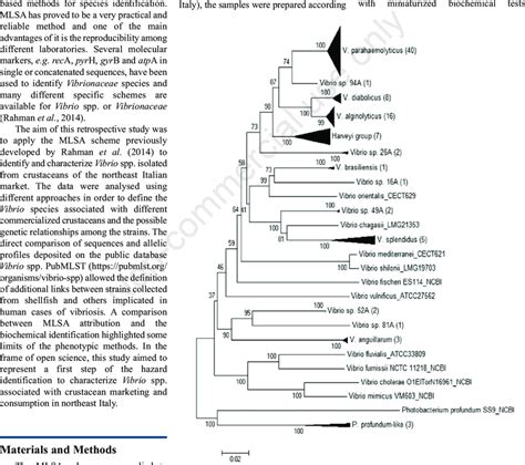 neighbour joining phylogenetic tree compressed with concatenated