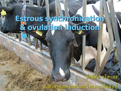 Ppt Estrous Synchronization And Ovulation Induction Powerpoint