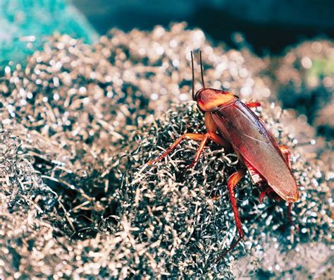 Does Baking Soda Kill Cockroach Eggs At Lakeisha Ronda Blog