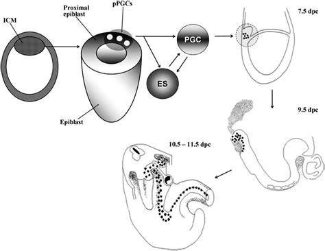Schematic Drawing Of The Origin Of Pgc Precursors Ppgcs Form Cells