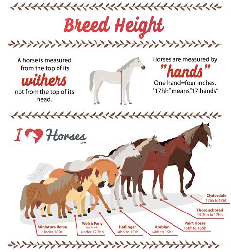 Normal Hand Size