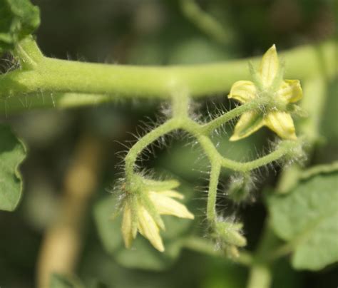 Solanum Lycopersicum Eflora Of India