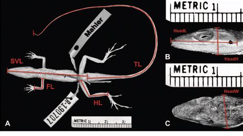 Figure 3 From The Anoles Of La Selva Niche Partitioning And Ecological
