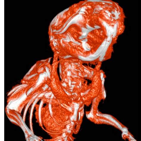 two dimensional transfer function 2dtf rendering image of a wildtype download scientific