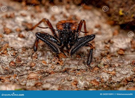 Bee Assassin Bug Nymph Stock Image Image Of Predator 242015091