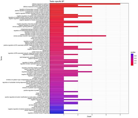 Figure S2 Biological Process Enrichment Of Testis Specific Genes Download Scientific Diagram