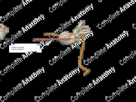 Tensor Tympani Complete Anatomy