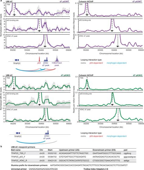 Umi 4c Validation Of The Cohesin Hichip A Virtual 4c Comparison Of The