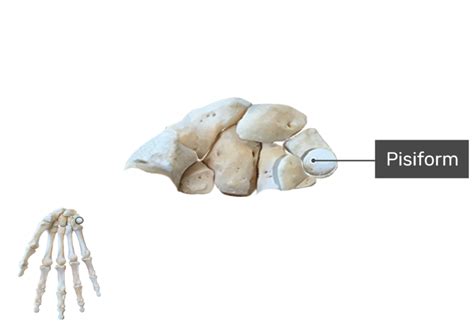 Carpal Bones Anterior Palmar View