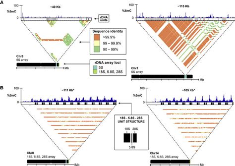 Rdna Arrays A Characterization Of 5s Arrays On Chromosomes 8 Left