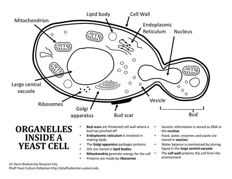 The Cell Structure Of Yeast With Diagram Yeast Cell