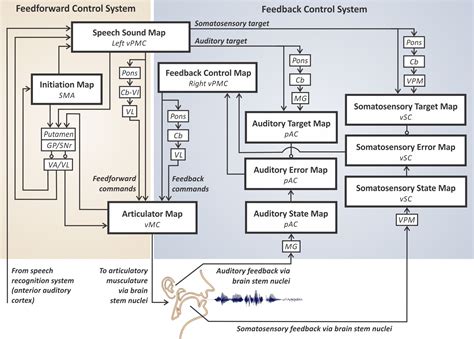 The Diva Model Of Speech Motor Control Guenther Lab