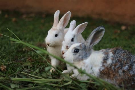 Rabbit Color Genetics Everbreed