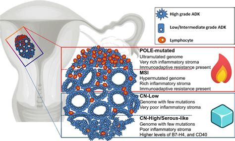 Molecular Approaches For Classifying Endometrial Carcinoma Gynecologic Oncology