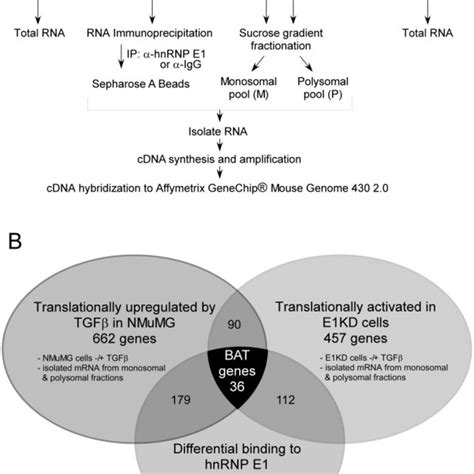 A Schematic Of Polysome Profile Analysis Monosomal Fractions M