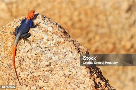 오렌지색과 파란색 도마뱀 나미비아 바위 아가마 아가마 플래니셉 전형적인 사막 환경에서 노란 화강암 바위에서 포즈를 취하는 남성 고립 된 다채로운 아가마 스피츠코프페 나미비아