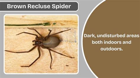 Where Do Brown Recluse Spiders Live Habitat And Home Behavior